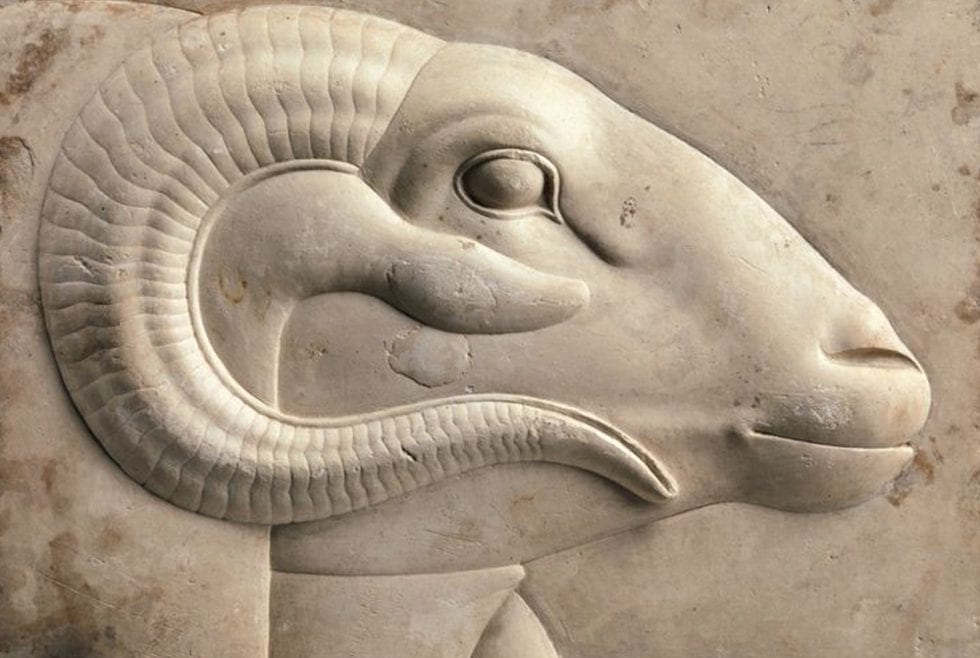 Sheep Facts - Woolly Wonders | Wool Duvets